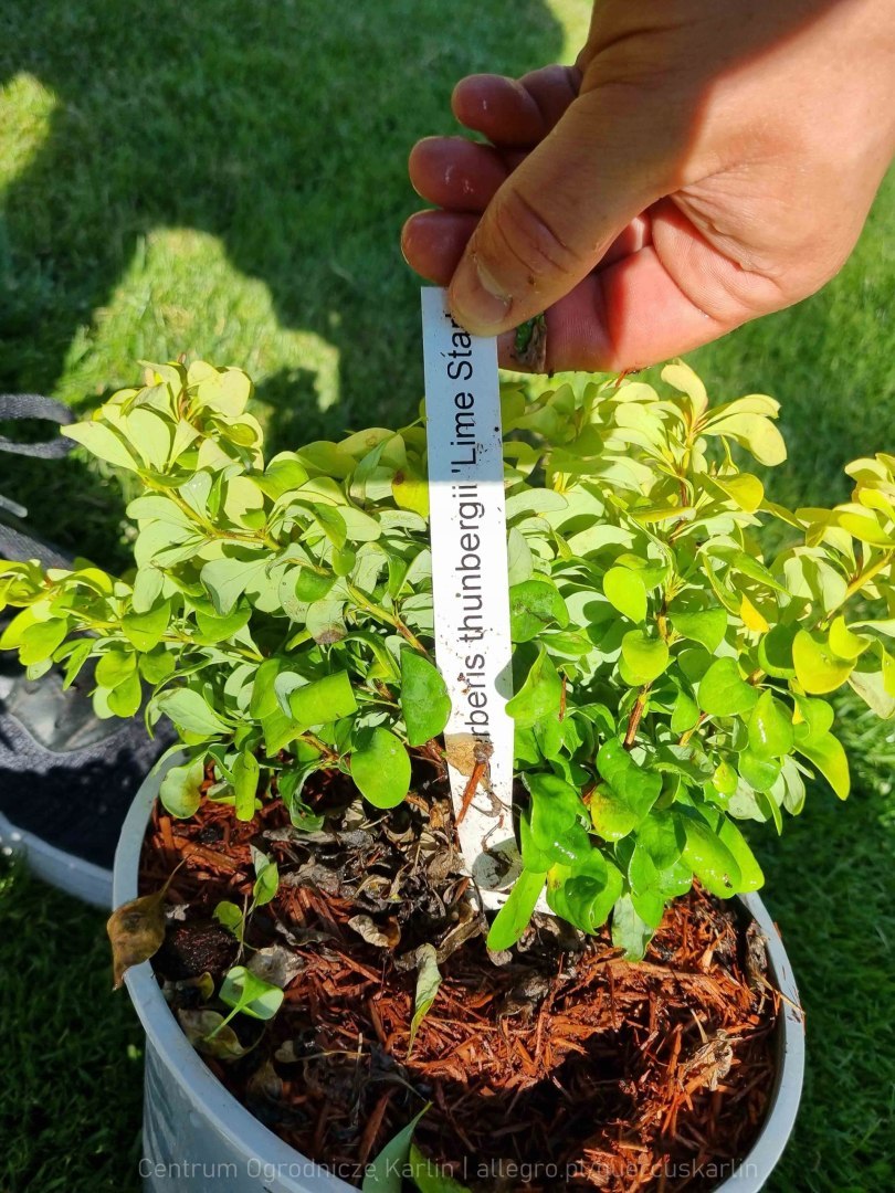 Berberys 'Lime Star' DUŻY LIMONKOWY REALNE ZDJĘCIA - doogrodu.com.pl